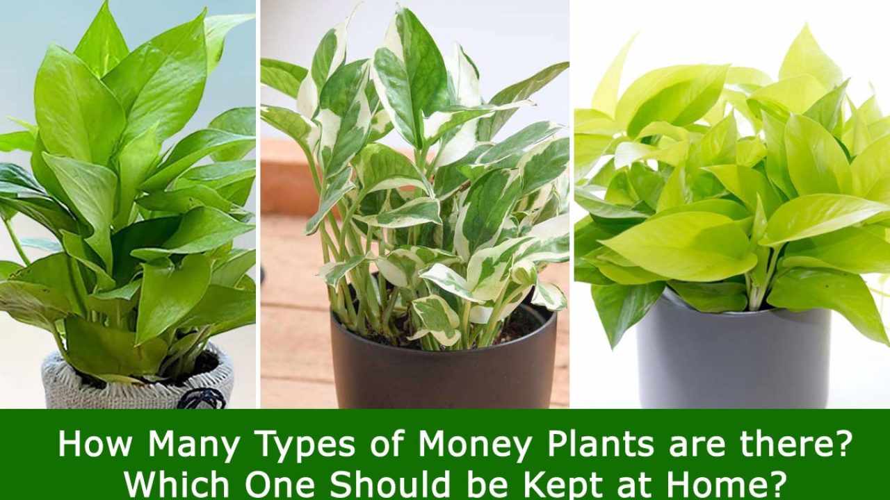 Different types of money plants store