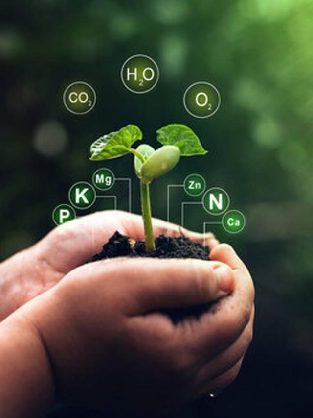 Plants Information Web Stories